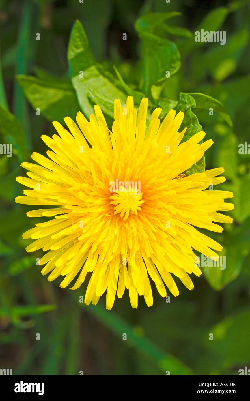 Taraxacum kok saghyz hi-res stock photography and images - Alamy