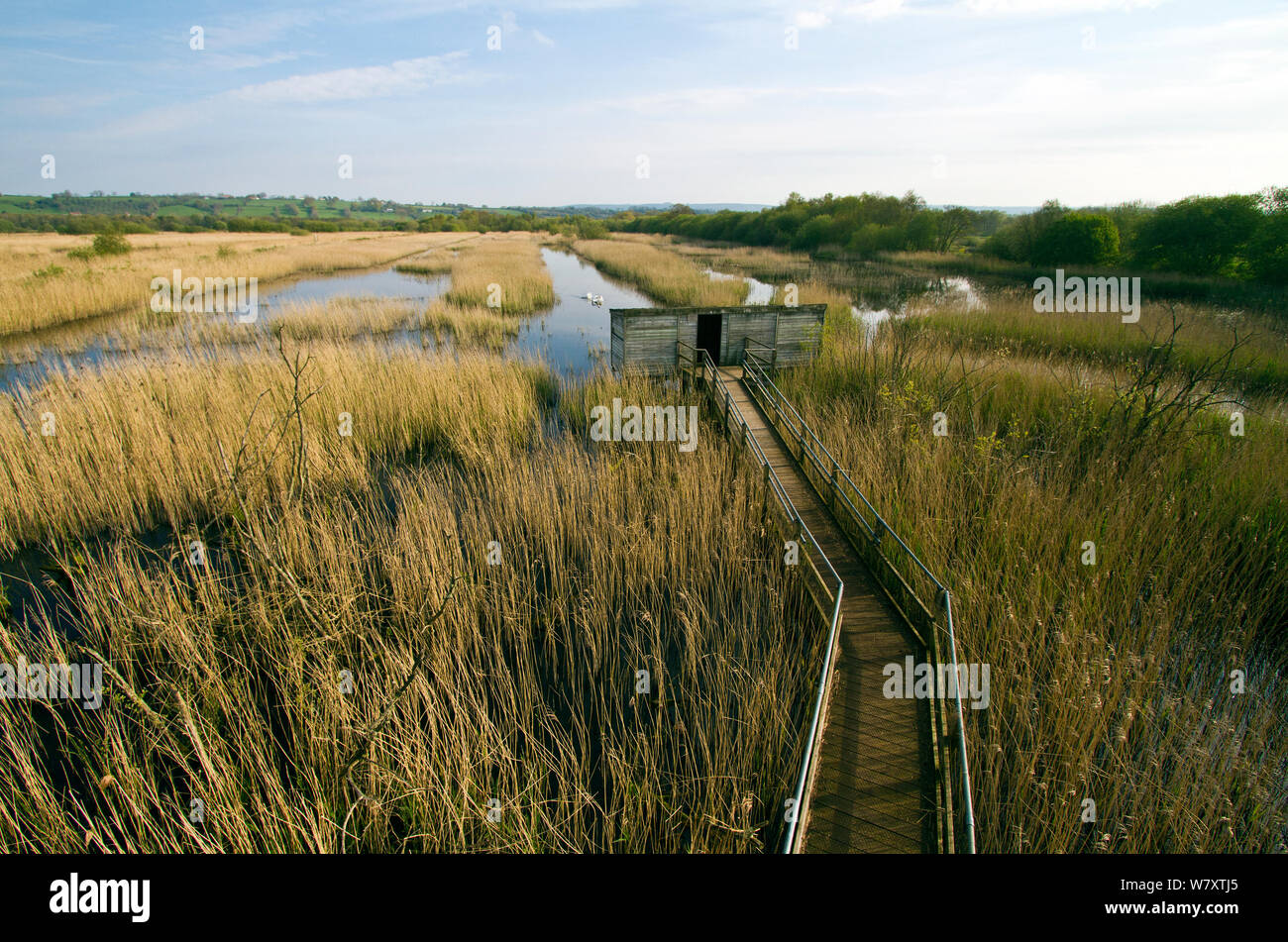 Of the avalon marshes of the somerset levels near glastonbury hi-res ...