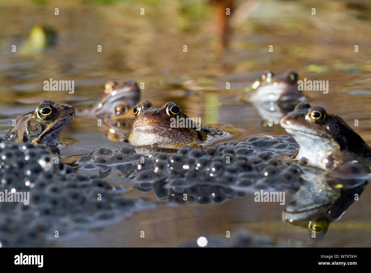 Common frogs (Rana temporaria) in garden pond with frogspawn. Winscombe, Somerset, UK, March ...