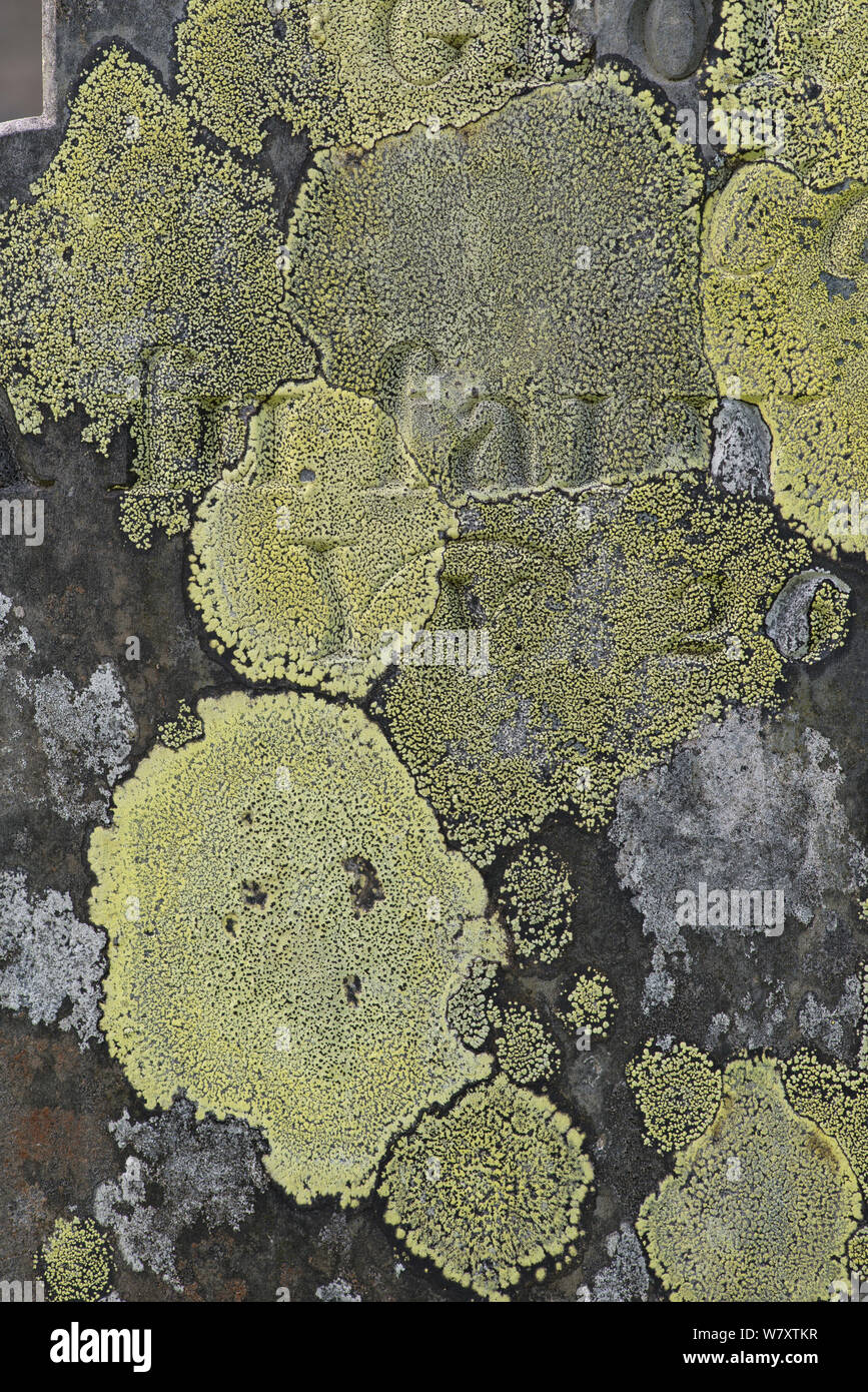 Lichens, mainly Map Lichen (Rhizocarpon geographicum) in old churchyard ...