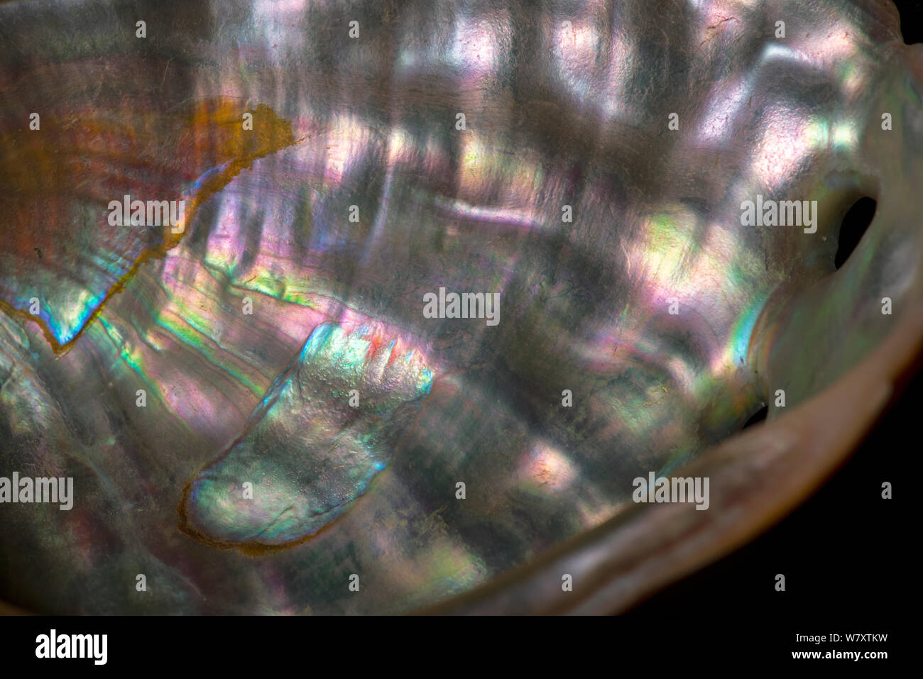 Mother of Pearl, inside of Ormer shell (Haliotis Stock Photo - Alamy
