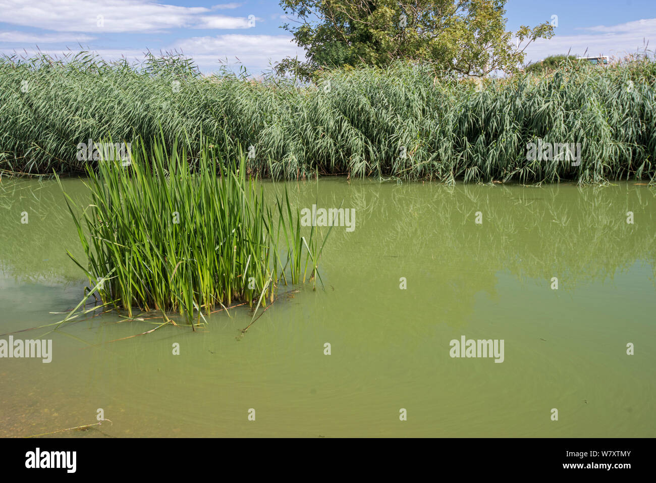 Blue-Green Algae (Cyanobacteria) bloom on Slapton Ley, Devon, England ...