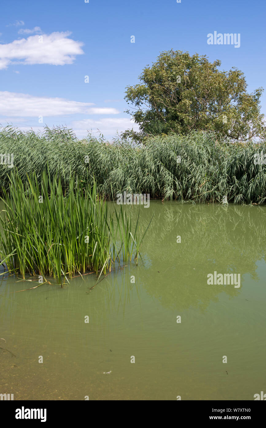 Blue-Green Algae (Cyanobacteria) bloom on Slapton Ley, Devon, England ...