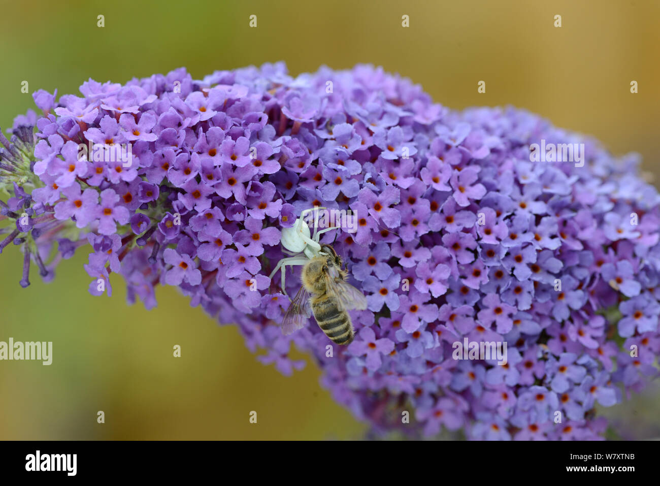 Crab Spider (Misumena vatia) with captured Honey Bee (Apis mellifera ...