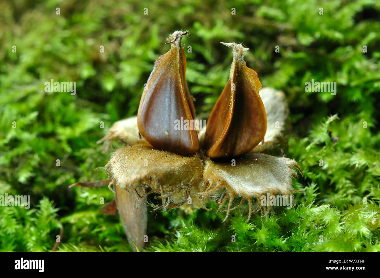 Beech nuts hi-res stock photography and images - Alamy