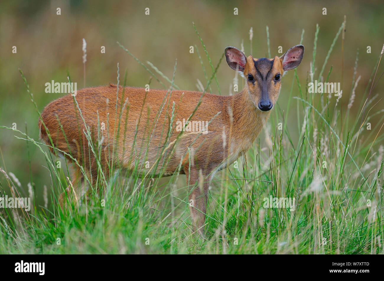 Muntjac buck deer uk hi-res stock photography and images - Alamy