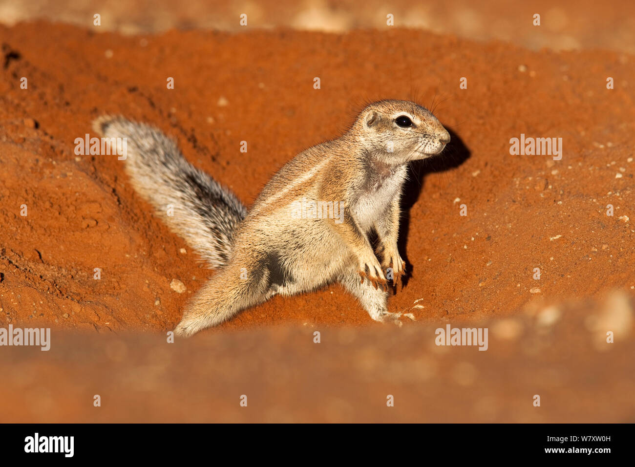 Ground squirrel (Xerus inauris) burrowing, Kgalagadi Transfrontier Park ...