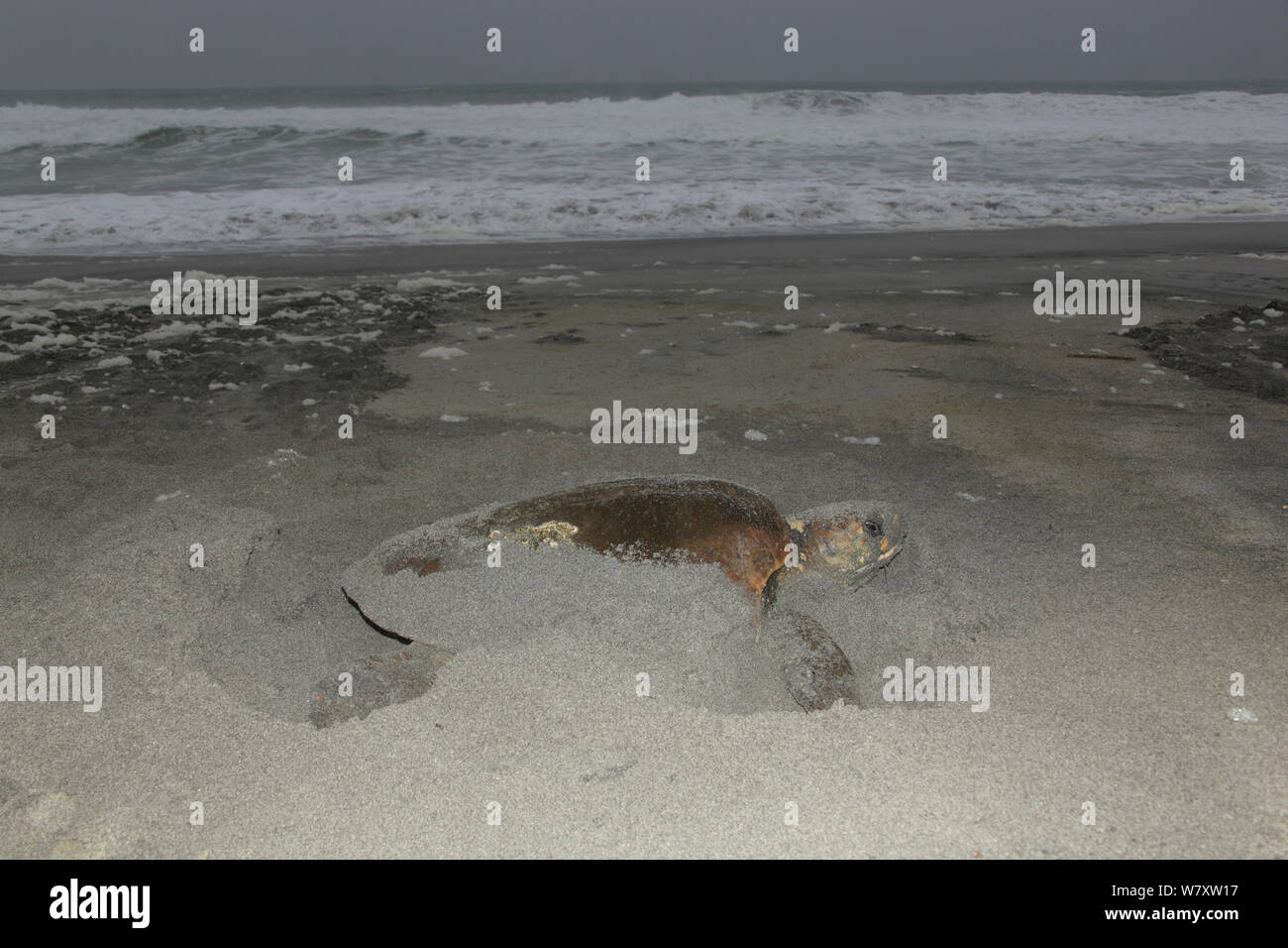 Loggerhead turtle (Caretta caretta) female on beach covering up her ...