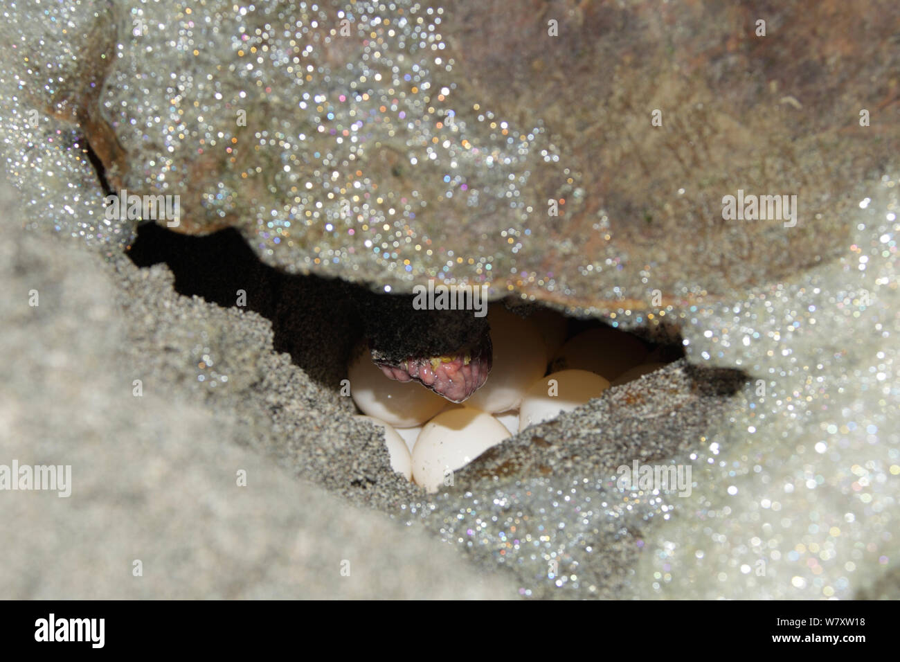 Loggerhead turtle (Caretta caretta) female on beach, laying eggs, Oman ...