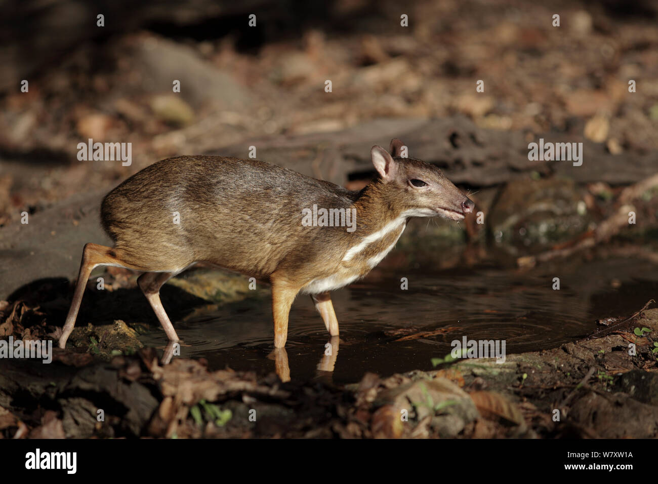 Lesser mousedeer (Tragulus kanchil) at water, Thailand, February Stock ...
