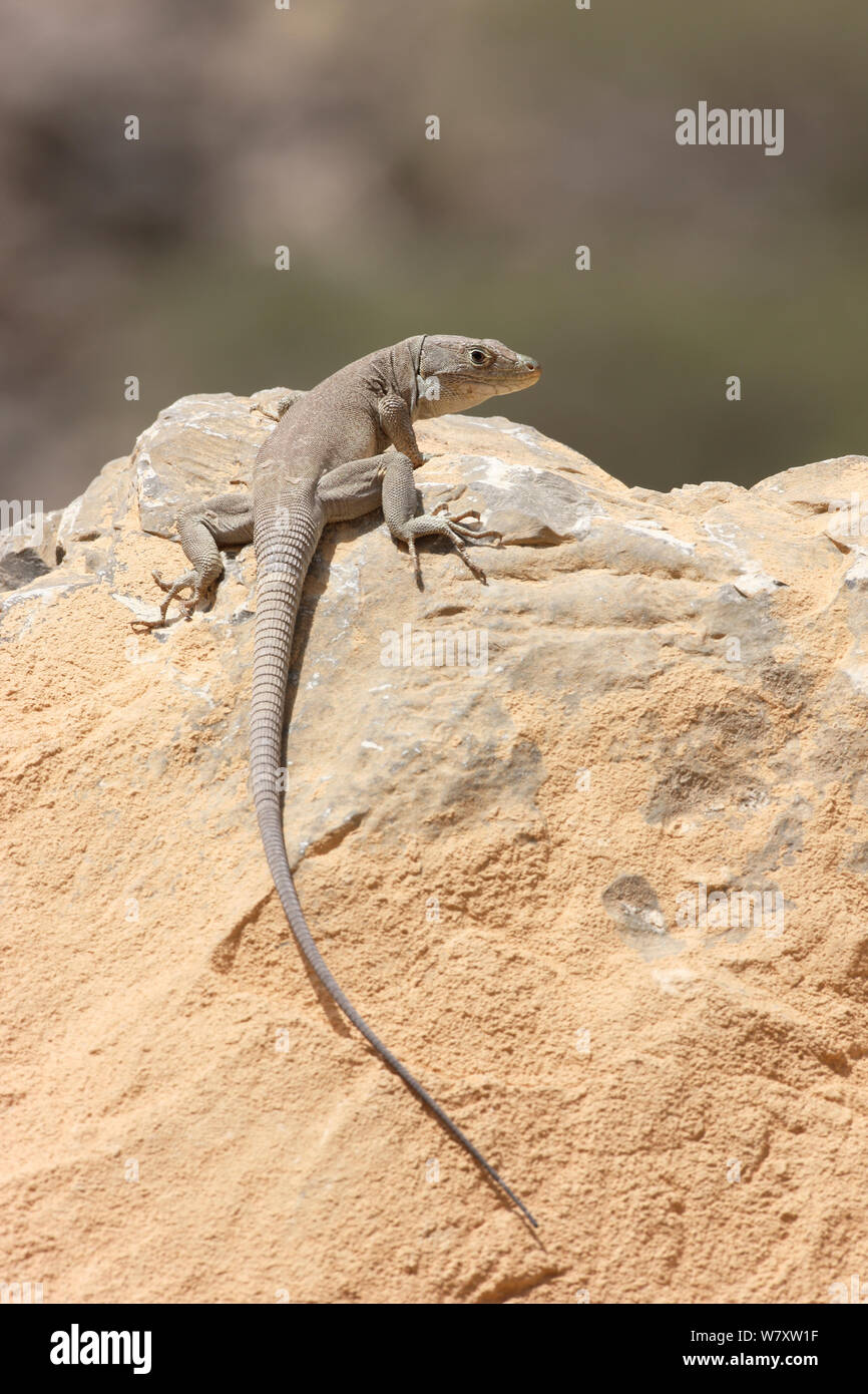 Jayakar's Oman lizard (Omanosaura jayakari) Oman, April Stock Photo - Alamy