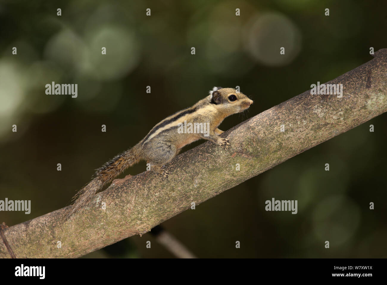 Himalayan striped squirrel (Tamiops mcclellandii) Thailand, February ...
