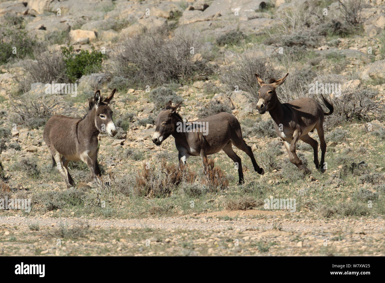 Donkey (Equus asinus) three chasing each other, Oman, April Stock Photo ...