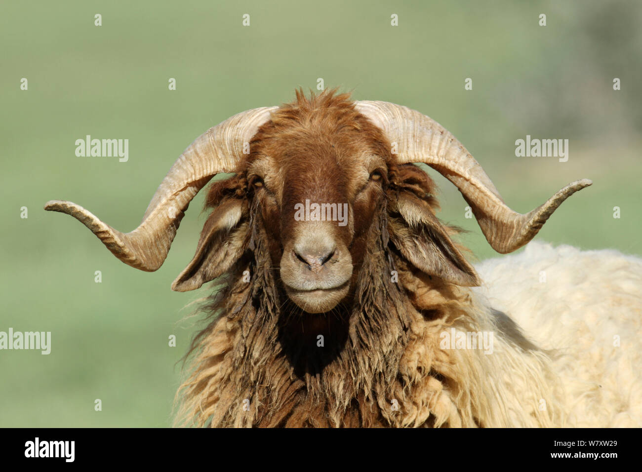Oman toad hi-res stock photography and images - Alamy