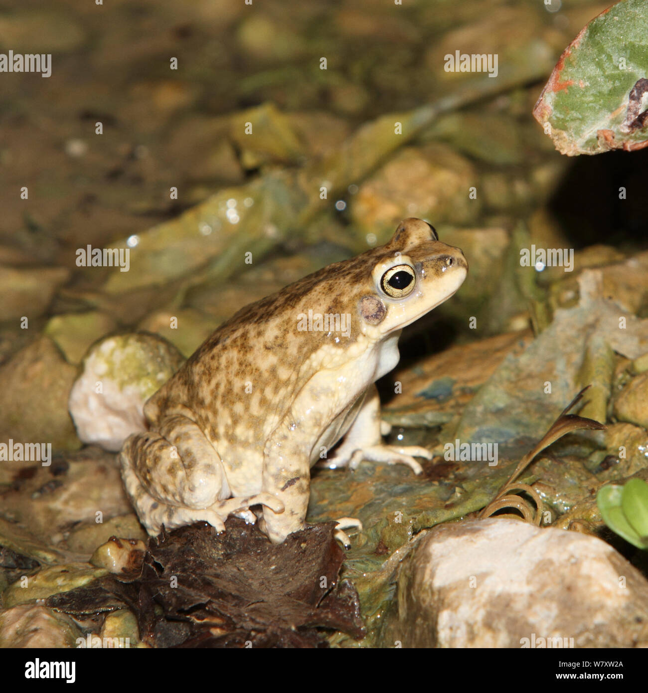 Oman toad hi-res stock photography and images - Alamy