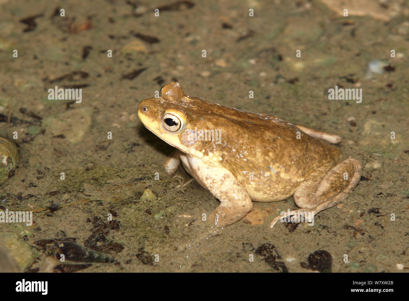 Oman toad hi-res stock photography and images - Alamy