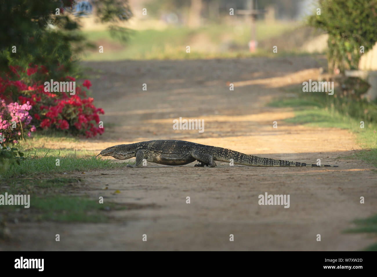 Common asiatic monitor / Asian water monitor lizard (Varanus salvator ...