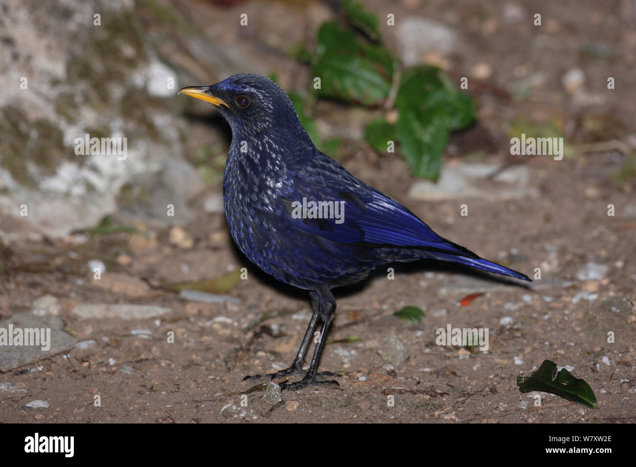 The blue whistling thrush hi-res stock photography and images - Alamy