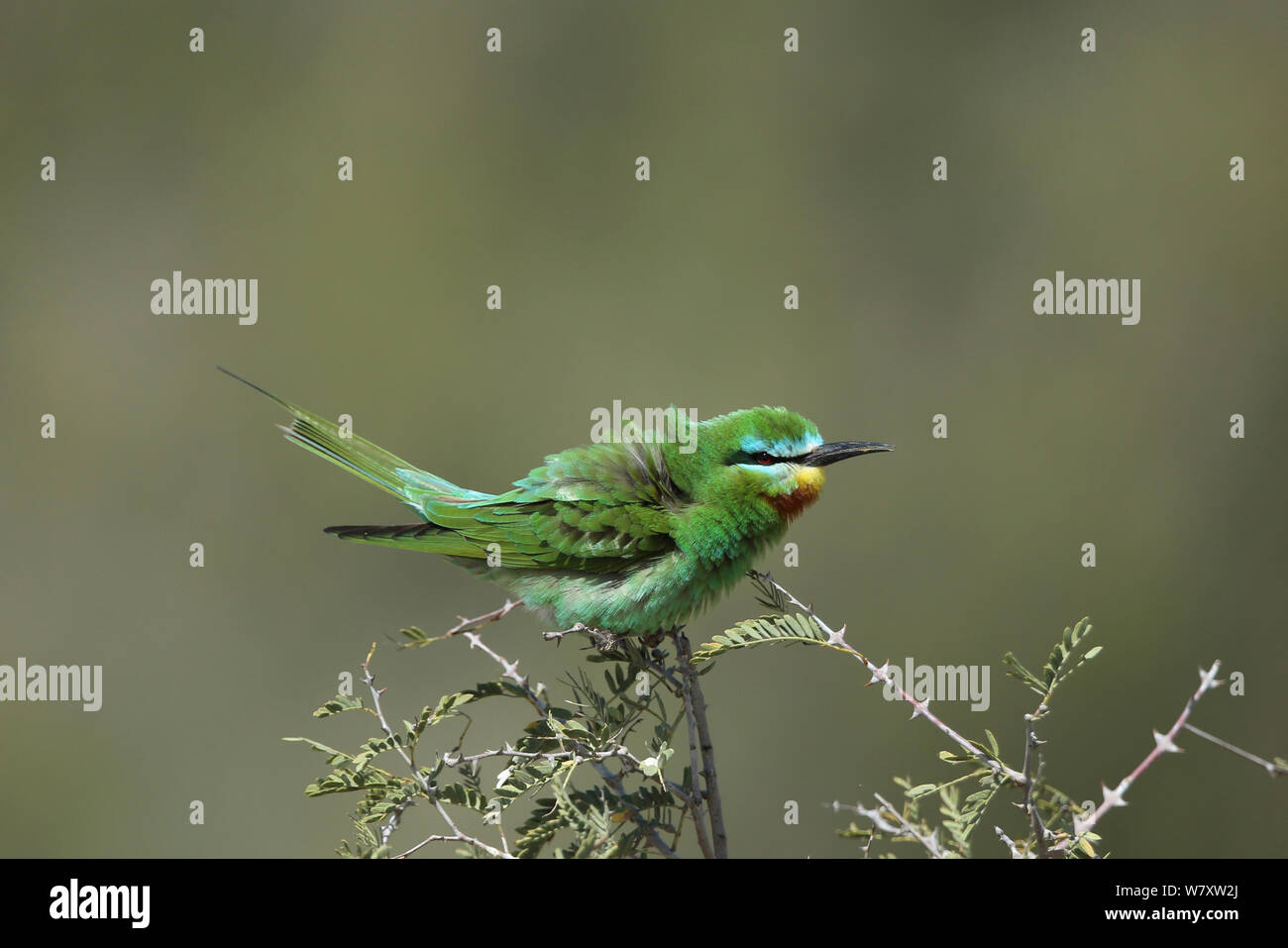 Blue cheeked bee eater (Merops persicus) ruffling feathers, Oman, April ...