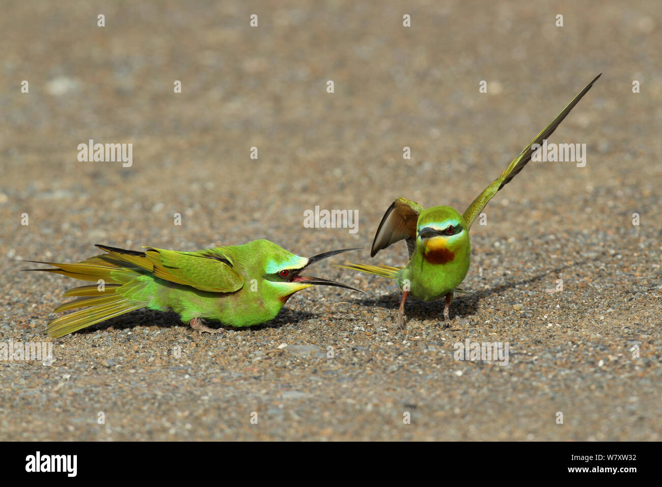 Blue cheeked bee eater (Merops persicus) pair displaying, Oman, April ...