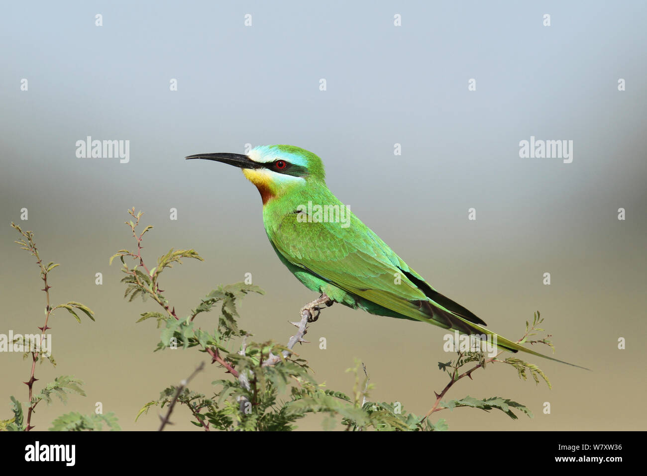 Blue cheeked bee eater (Merops persicus) perched, Oman, April Stock ...