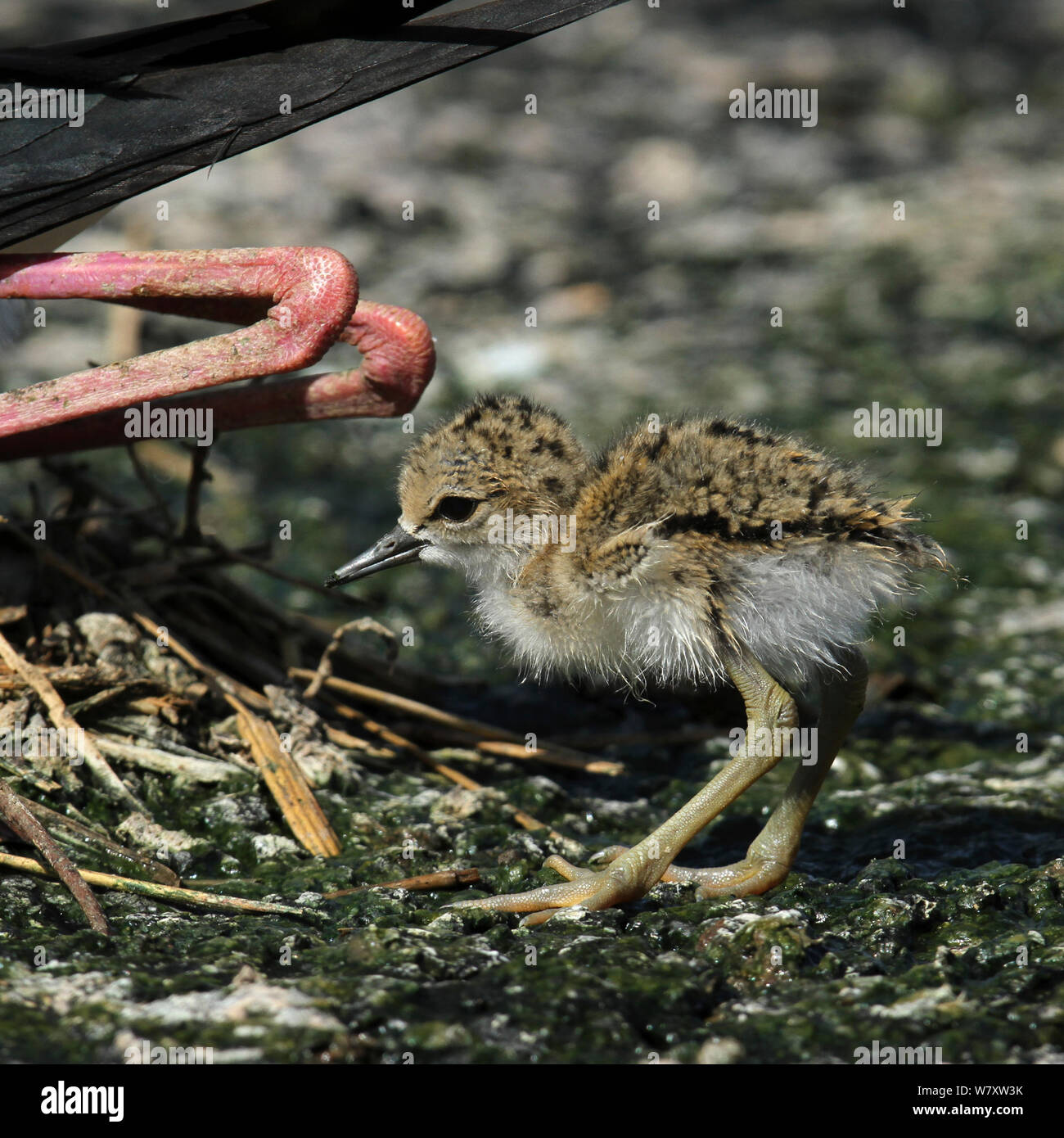 Black winged stilt chick hi-res stock photography and images - Alamy