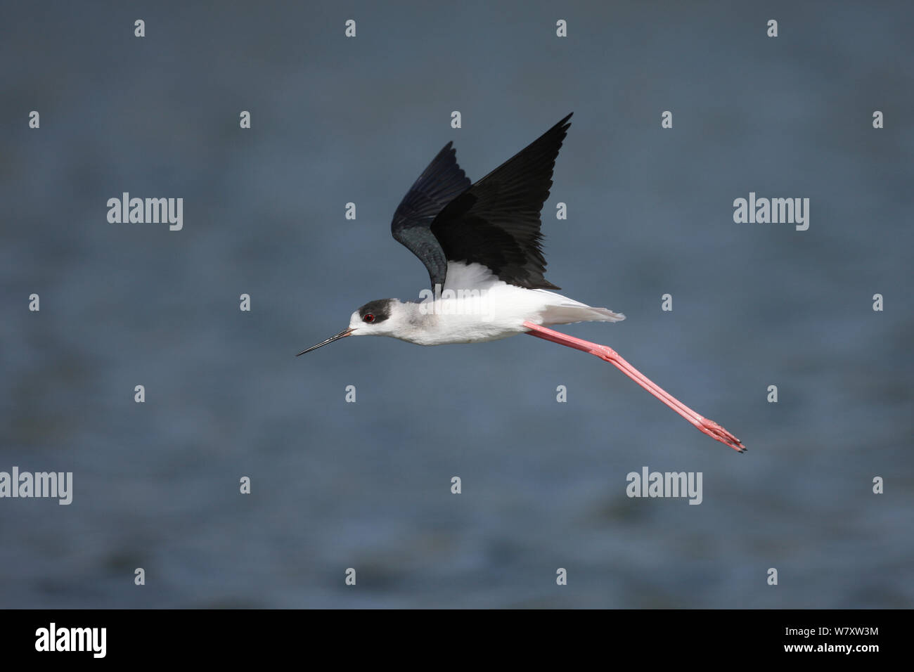 Stilt birds in flight hi-res stock photography and images - Alamy