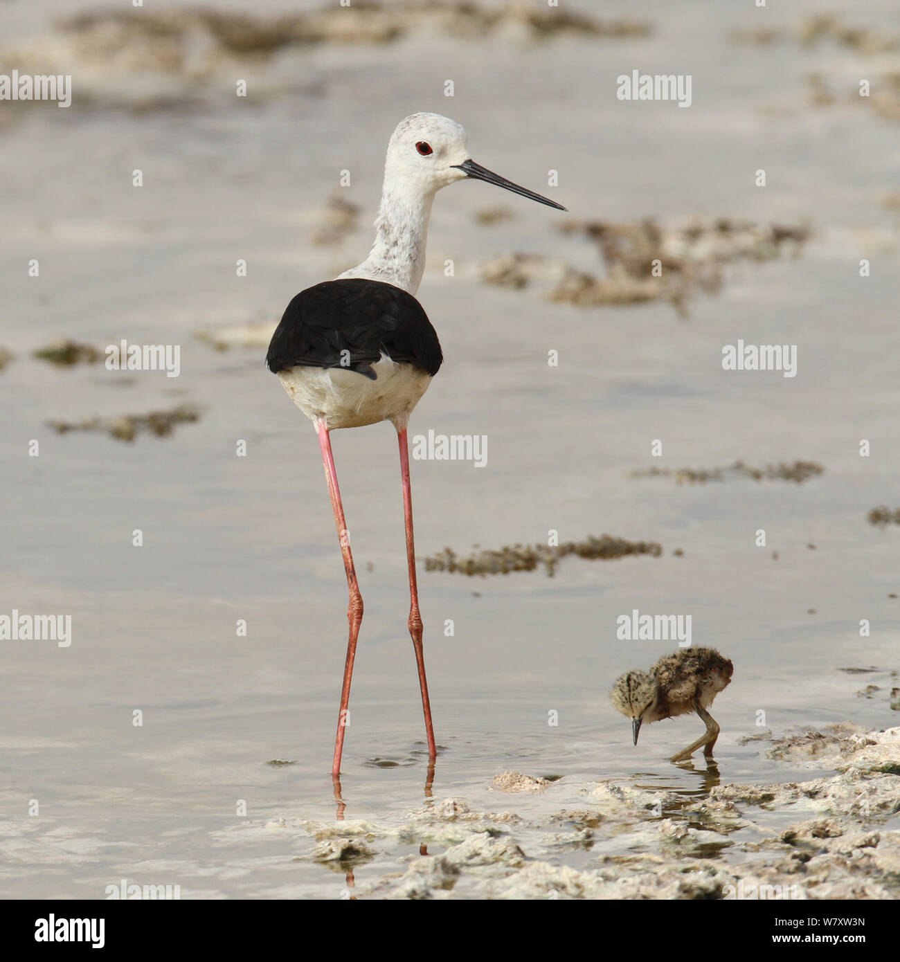 Black winged stilt chick hi-res stock photography and images - Alamy