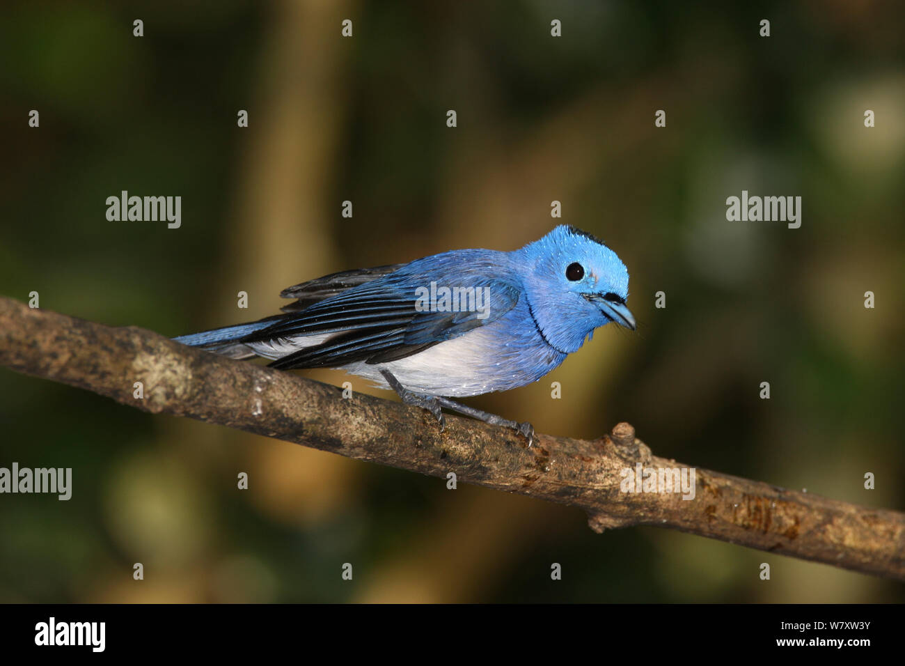 Black naped monarch (Hypothymis azurea) on branch, Thailand, February ...