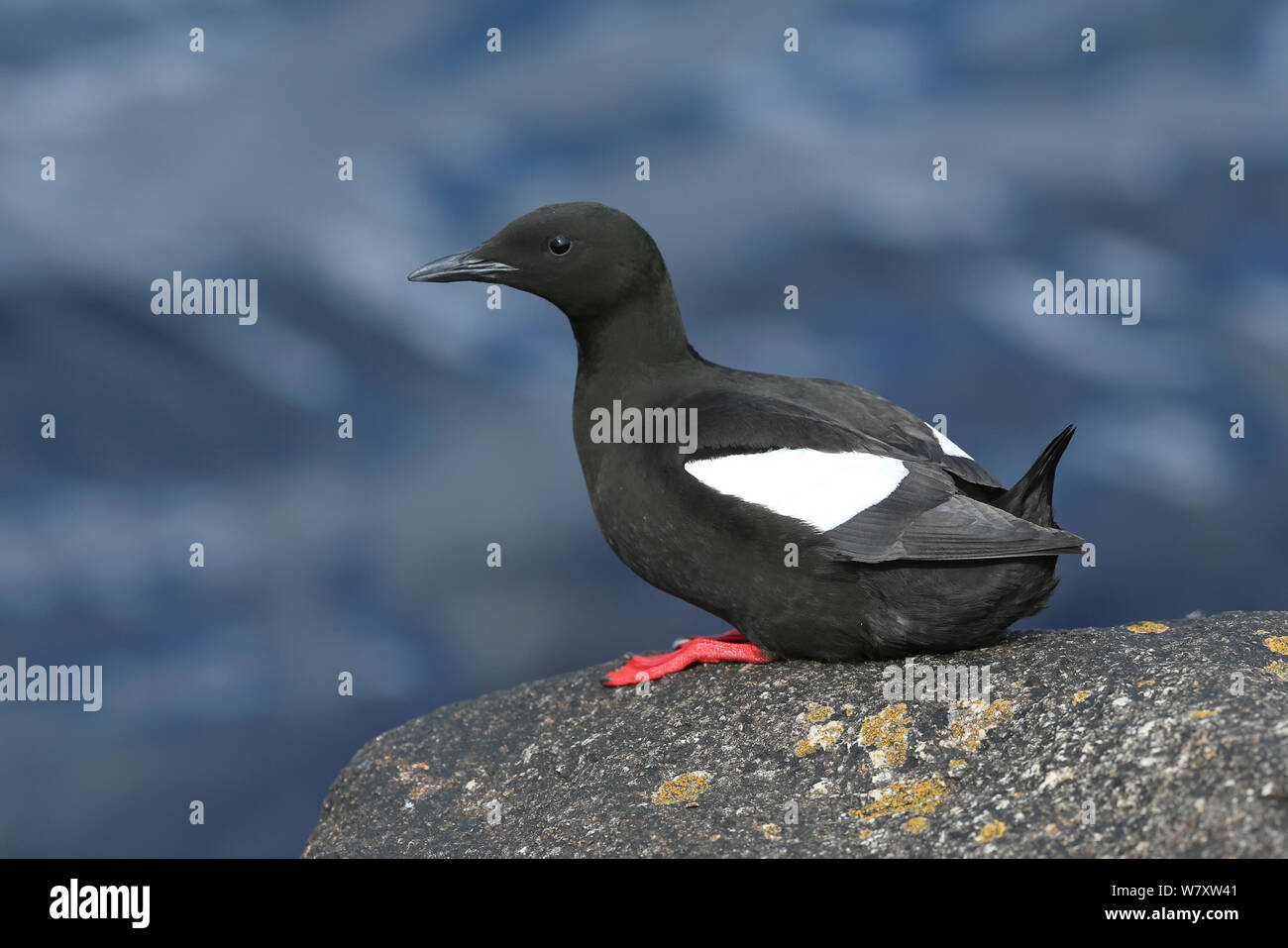 Black guillemot (Cepphus grylle) on rock, Denmark, May Stock Photo - Alamy