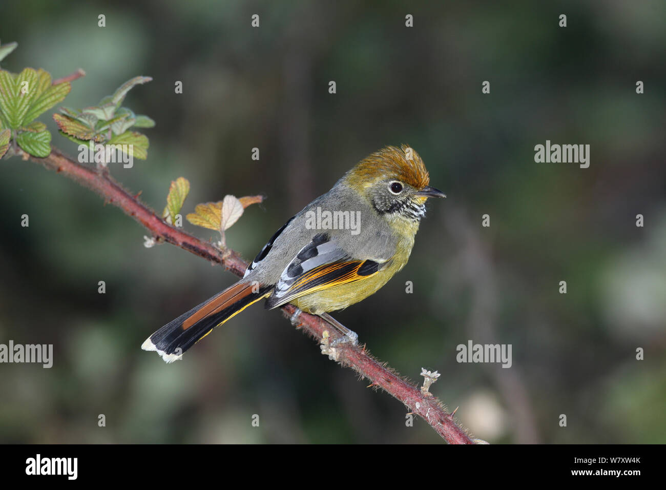 Bar throated minla (Minla strigula) on branch, Thailand, February Stock ...