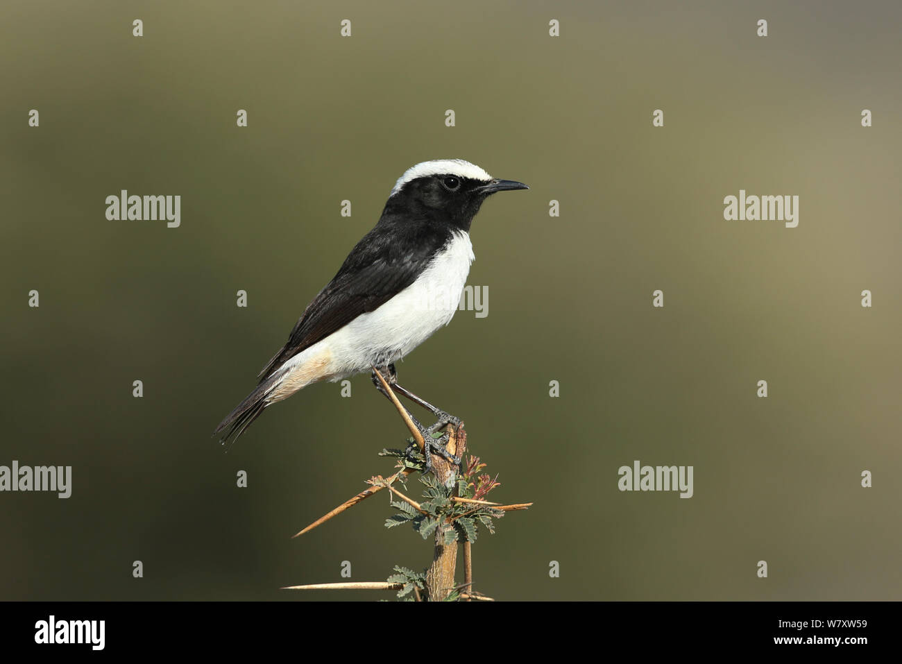 Oenanthe lugens hi-res stock photography and images - Alamy