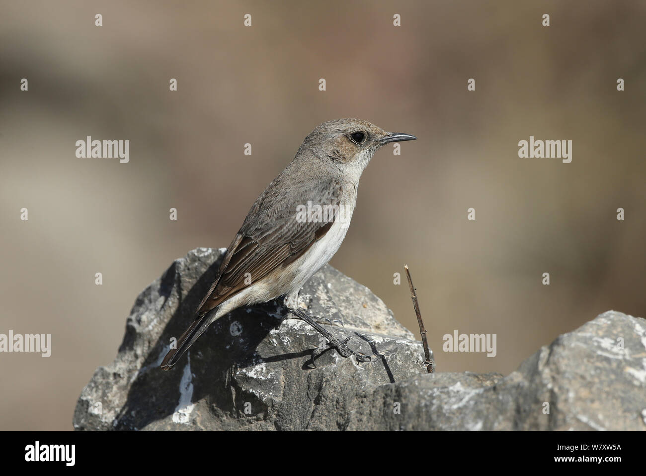 Oman and south arabian wheatear hi-res stock photography and images - Alamy