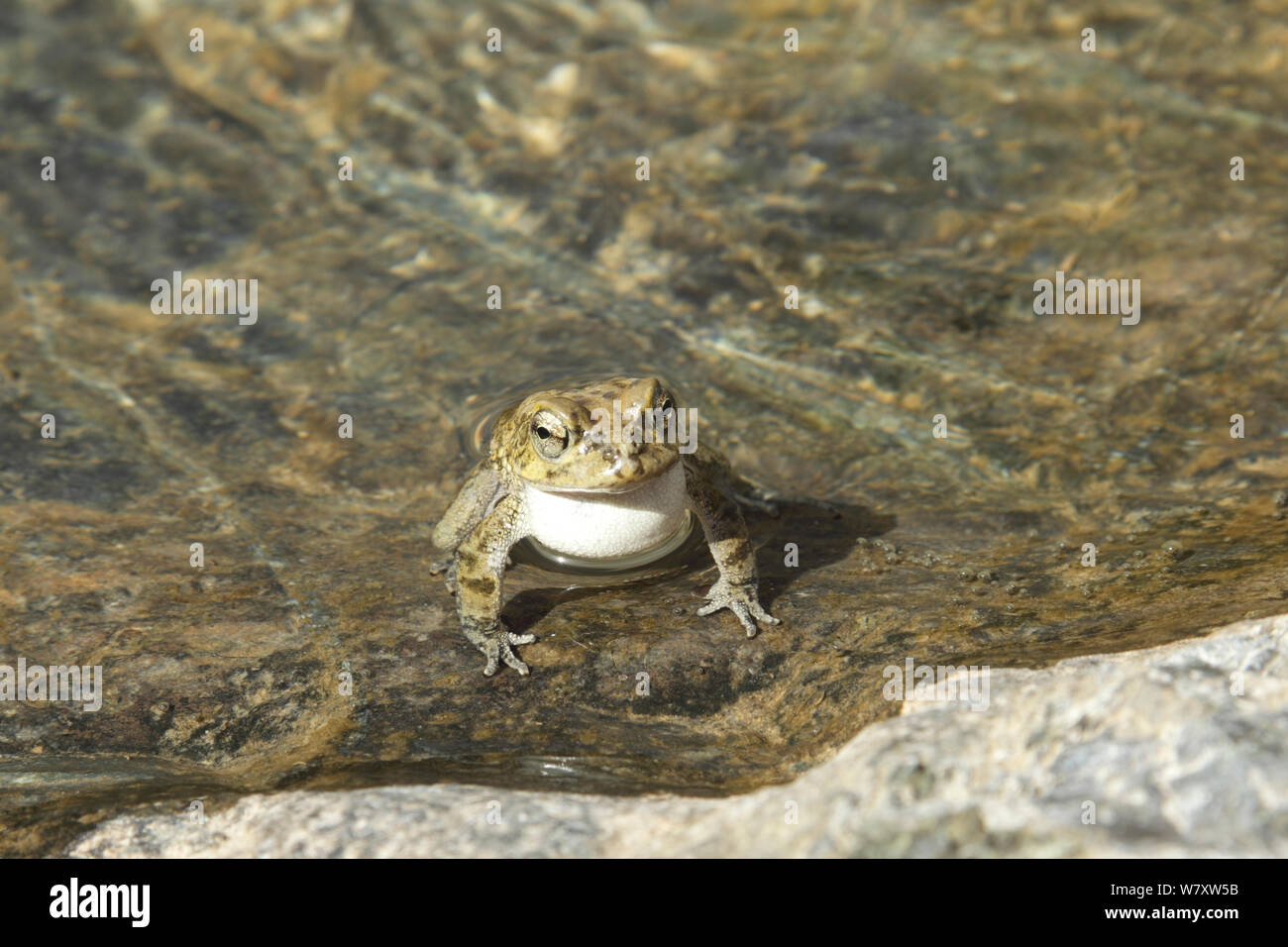 Arabian toad (Duttaphrynus arabicus / Bufo arabicus) calling with vocal ...