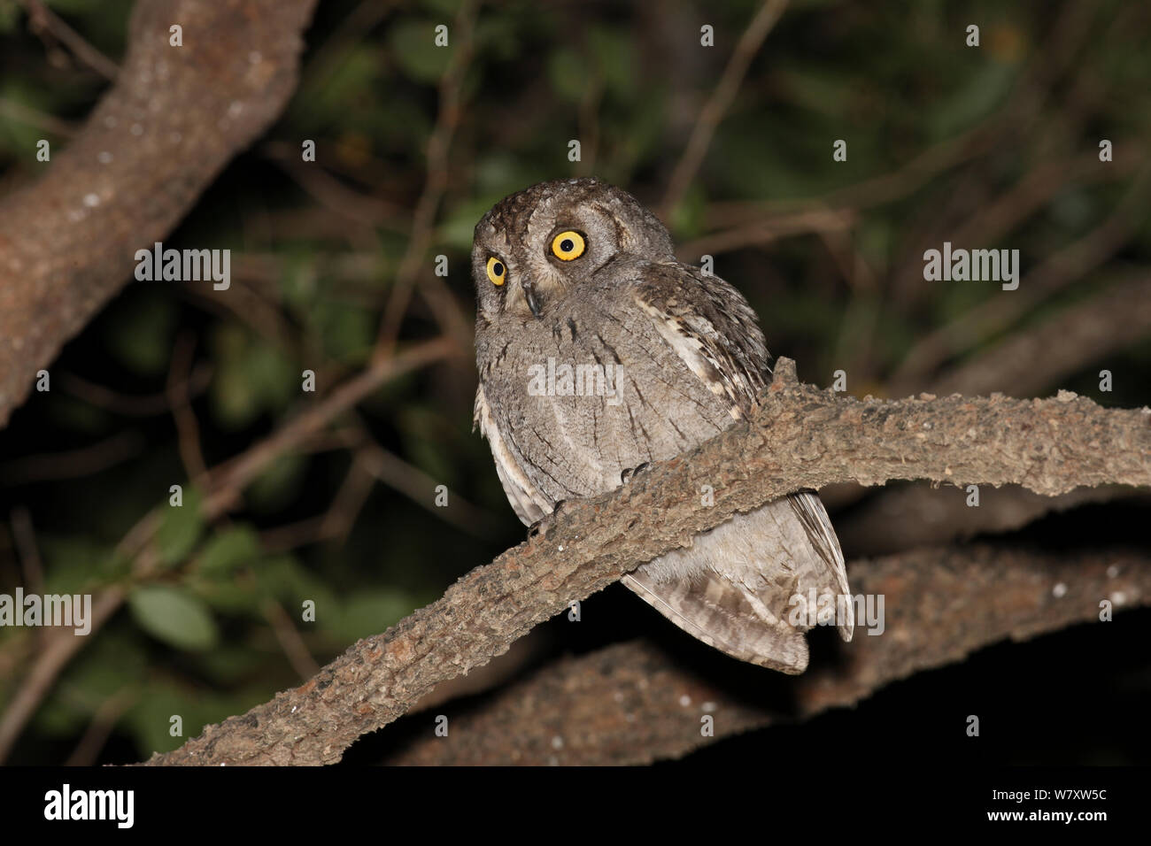 Arabian scops owl otus pamelae hi-res stock photography and images - Alamy