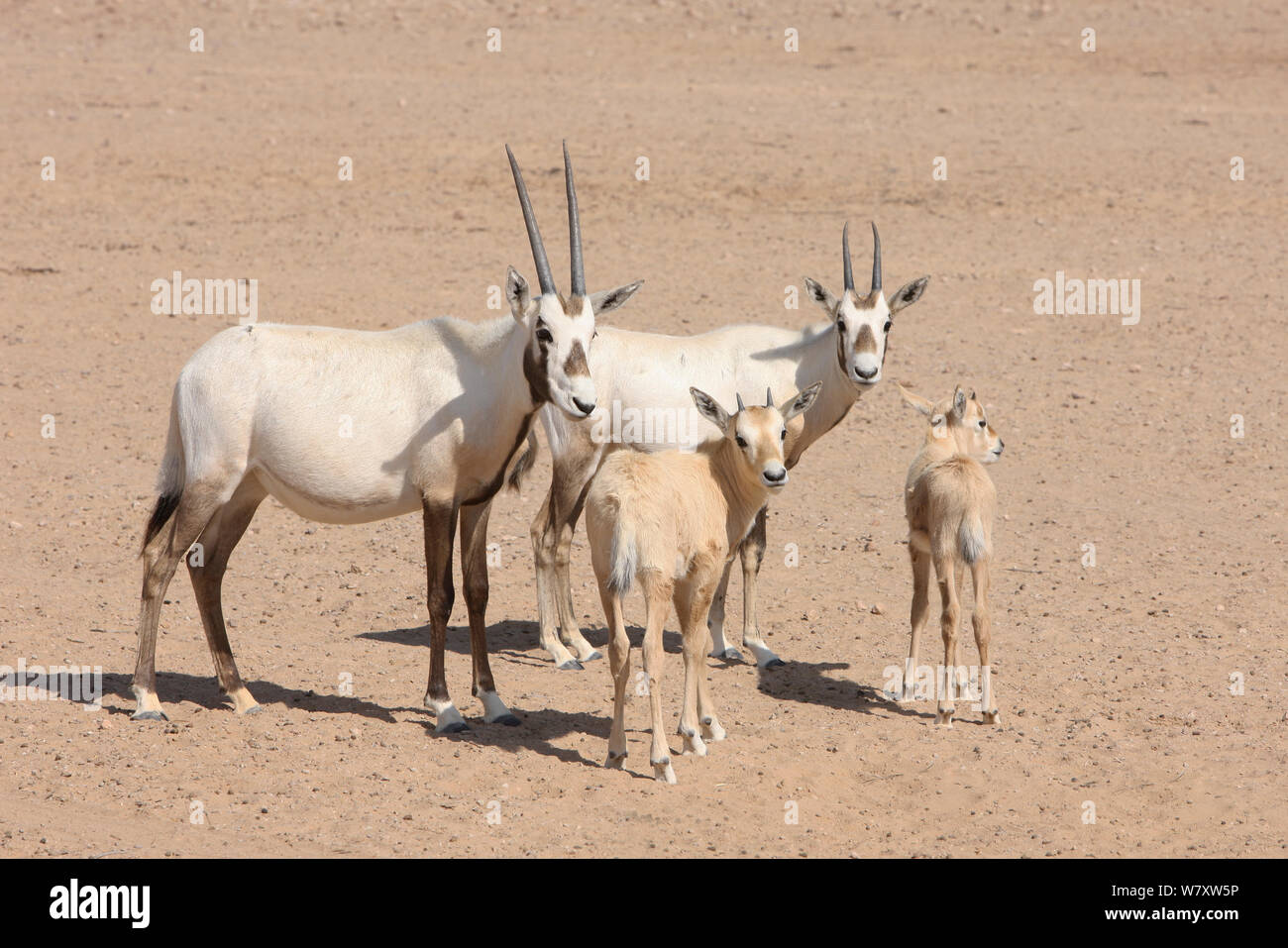 Arabian oryx (Oryx leucoryx) calves and young animals, Oman, November ...