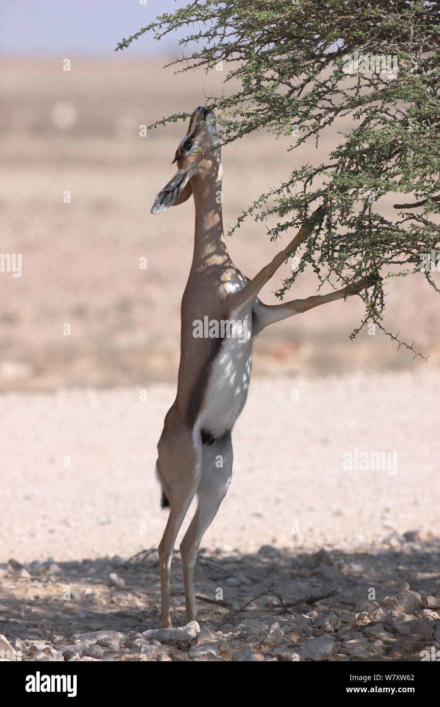 Arabian gazelle (Gazella gazella) feeding on Acacia, Oman, November ...