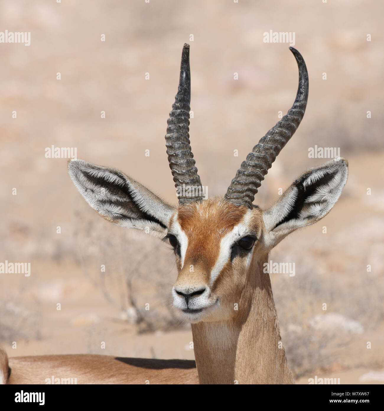 Gazelle Face Side