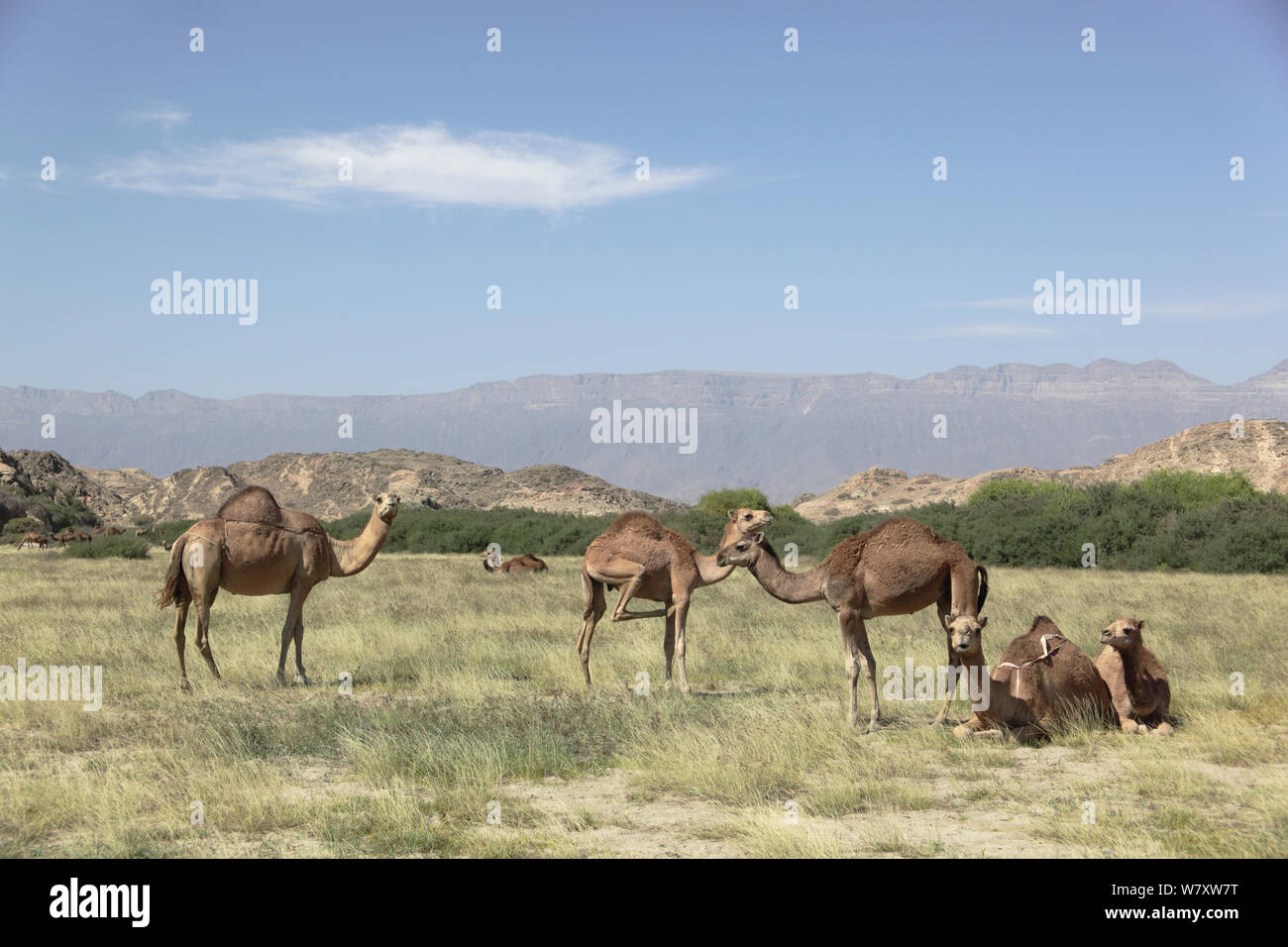 Dromedary / Arabian camel (Camelus dromedarius) flock in wadi with ...