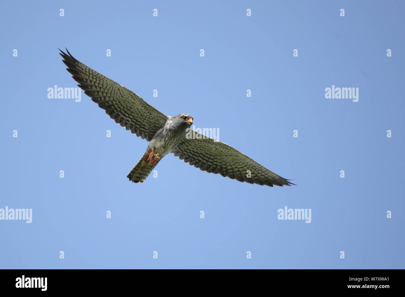Amur falcon (Falco amurensis) in flight, Oman, May Stock Photo - Alamy
