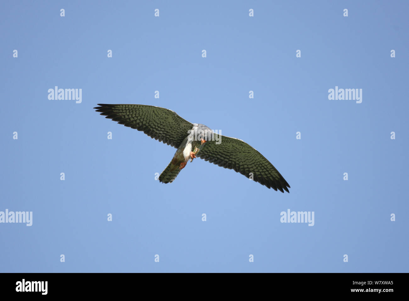 Falcon amurensis hi-res stock photography and images - Alamy