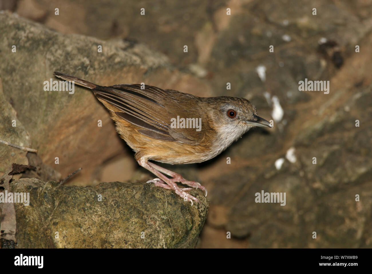 Abbotti hi-res stock photography and images - Alamy