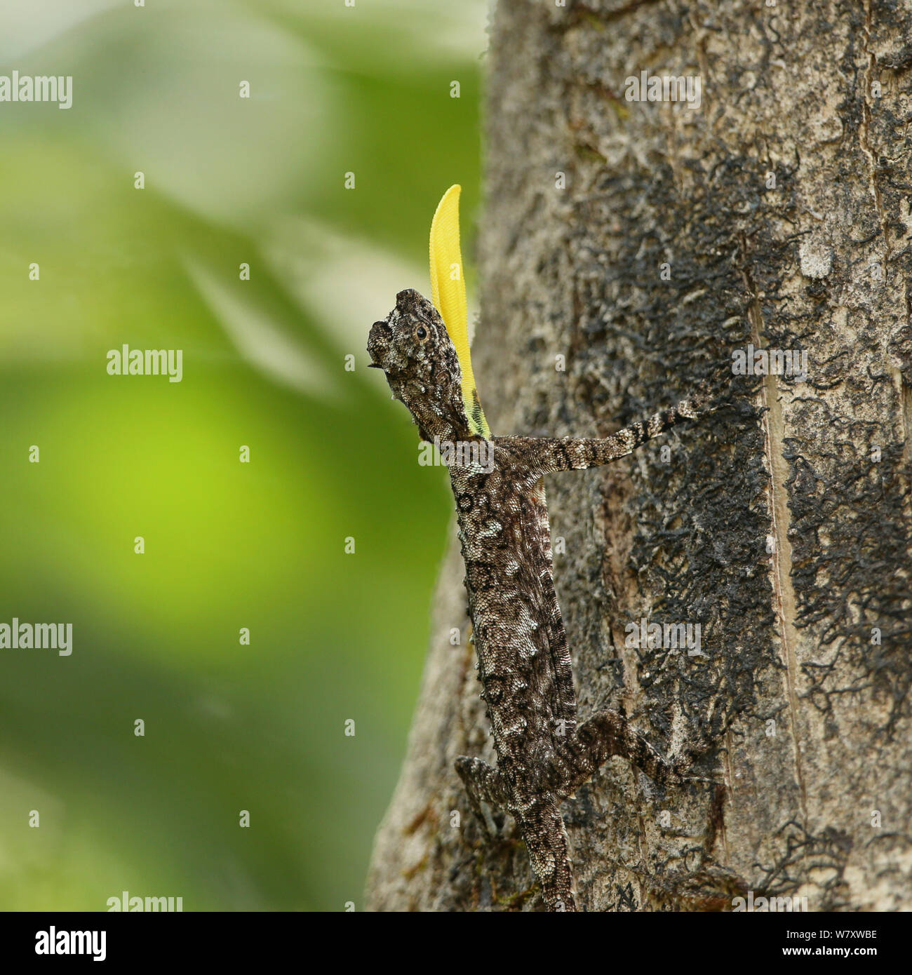 Southern flying lizard (Draco dussumieri) dewlap display, India ...