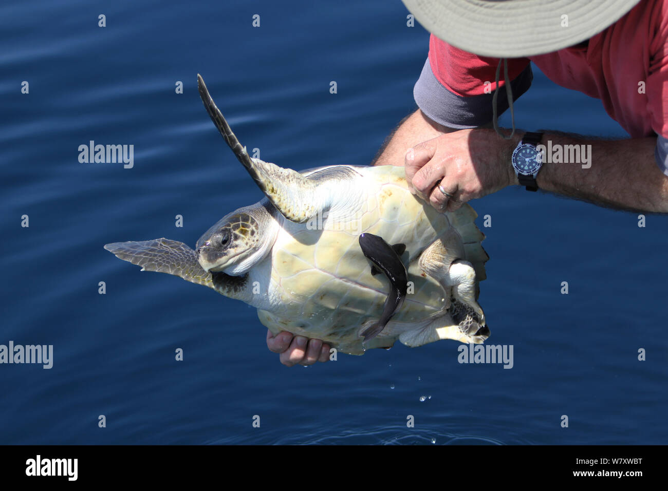 Pacific ridley sea turtle hi-res stock photography and images - Alamy