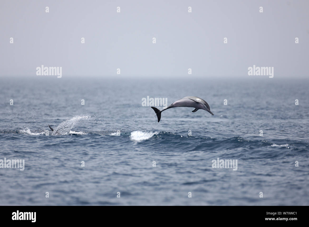 Delphinus tropicalis hi-res stock photography and images - Alamy