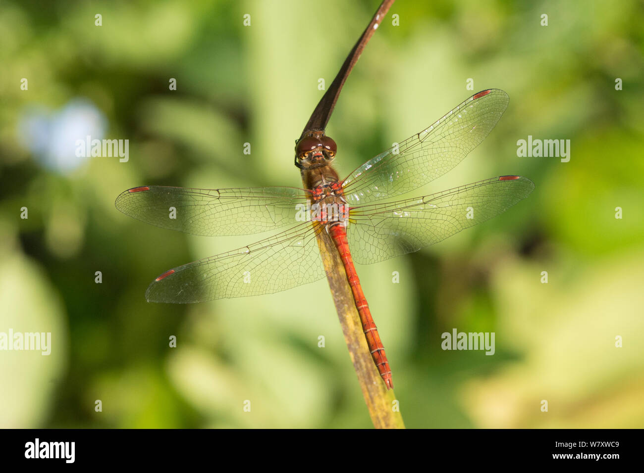 Common Darter dragonfly, Sympetrum striolatum, male, red dragonfly ...