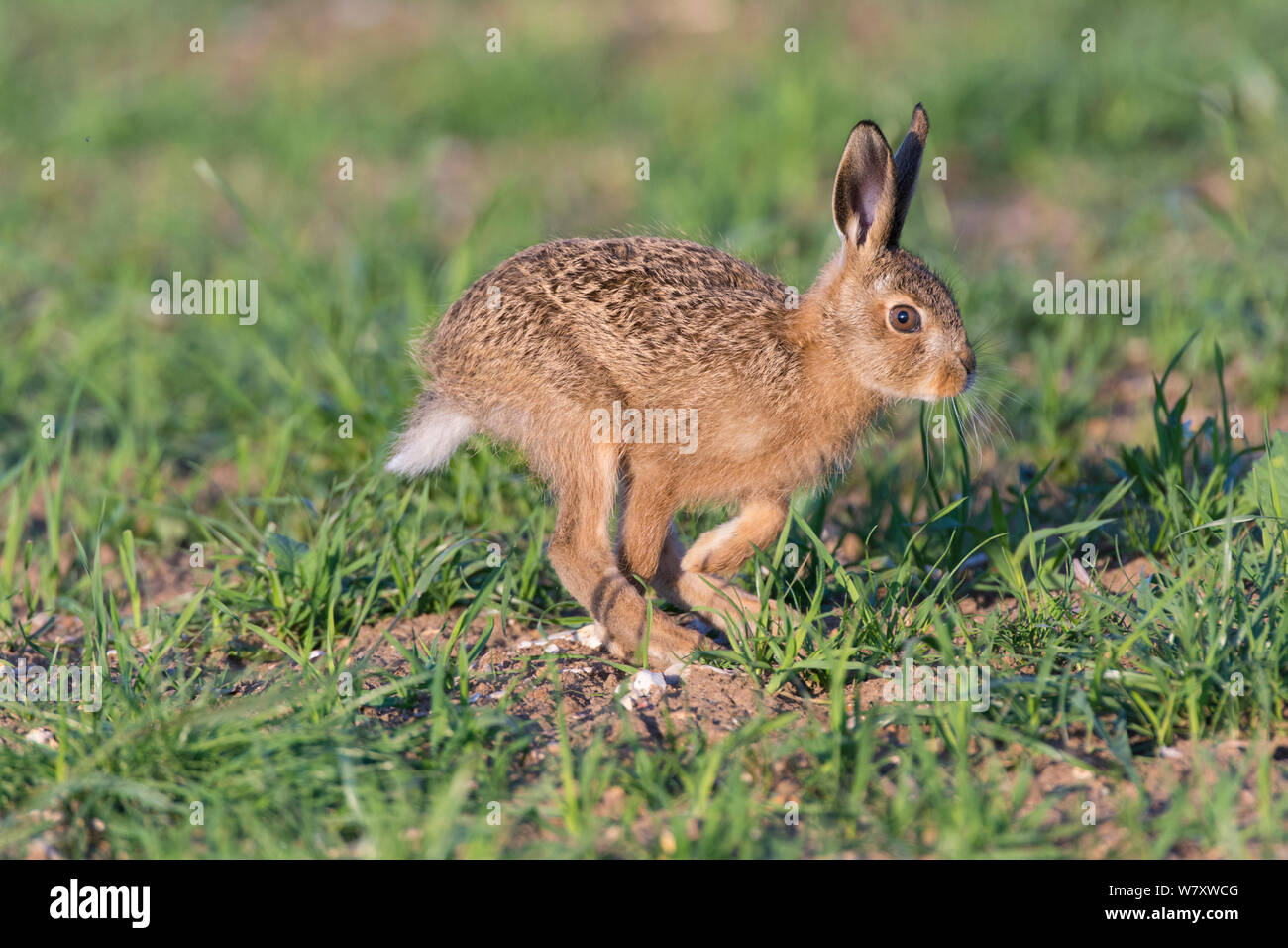Hare side view hi-res stock photography and images - Alamy