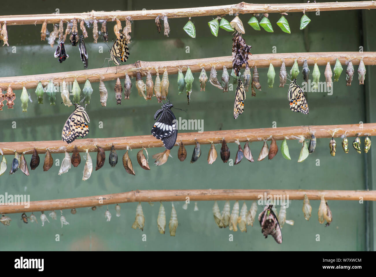 Captive tropical butterflies (Lepidoptera) emerging from their pupae ...