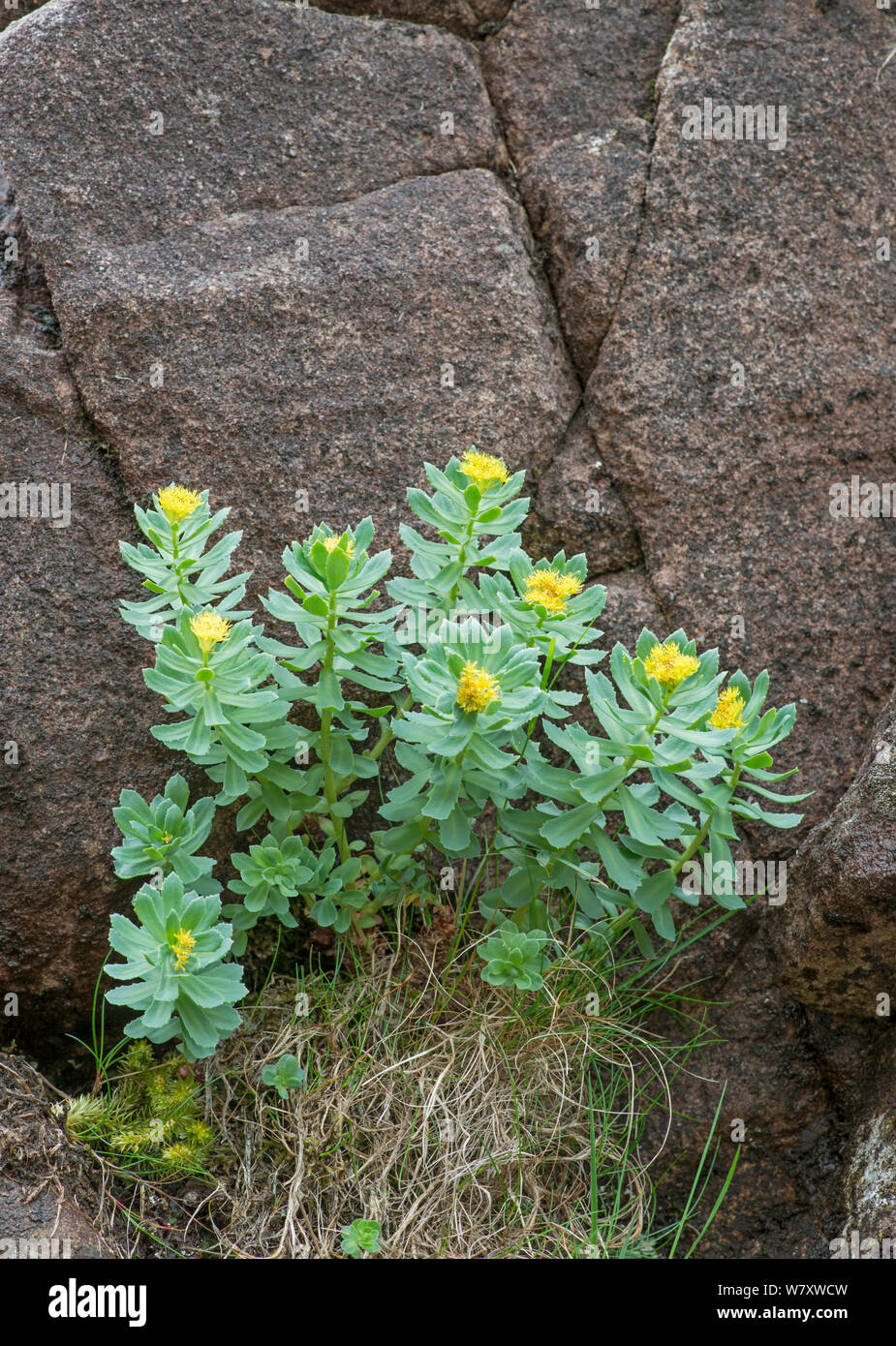 Roseroot (Rhodiola rosea) Torridon, Scotland, June Stock Photo - Alamy