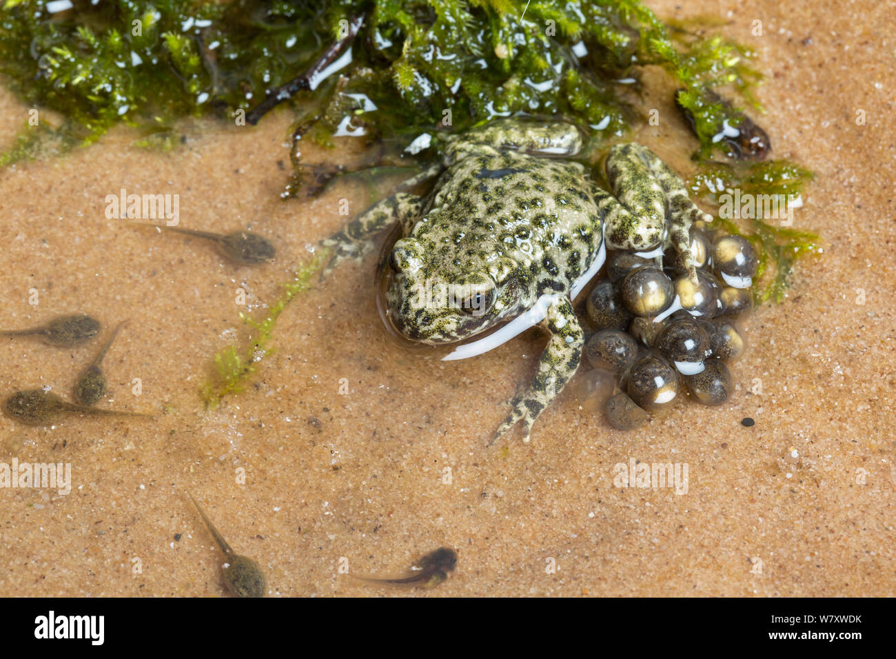 Midwife toad (Alytes obstetricans) male with recently released eggs and ...